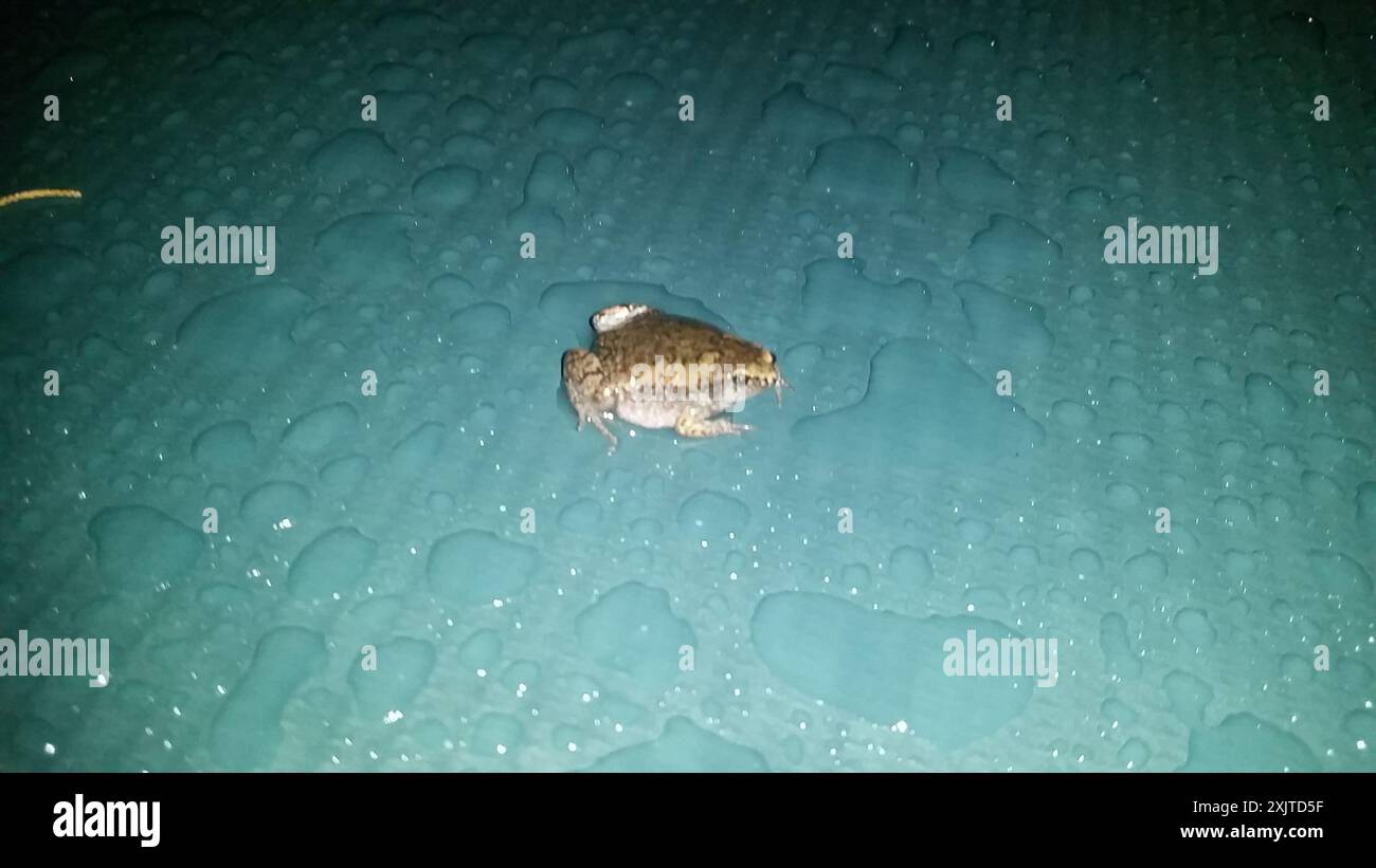 Eastern Narrow-mouthed Toad (Gastrophryne carolinensis) Amphibia Stock ...