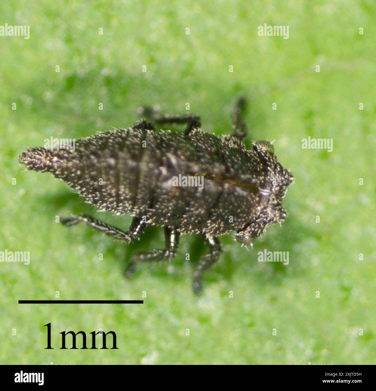 Typical Treehoppers (Membracidae) Insecta Stock Photo - Alamy