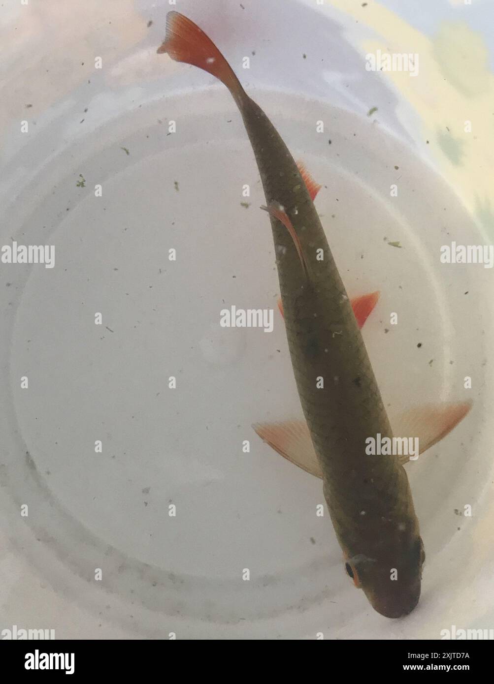 Rudd (Scardinius erythrophthalmus) Actinopterygii Stock Photo - Alamy