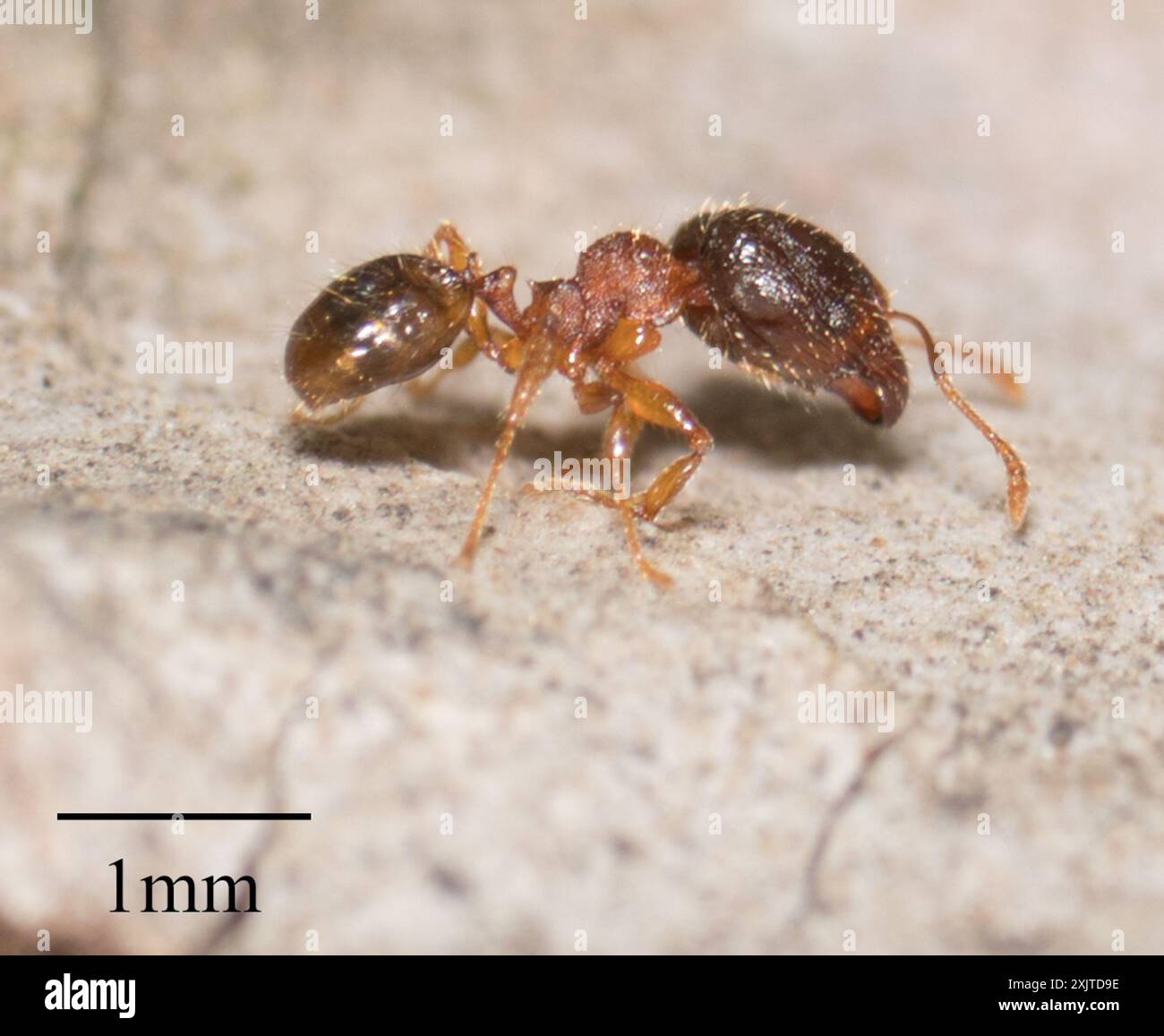 Navigating Big-headed Ant (Pheidole navigans) Insecta Stock Photo - Alamy