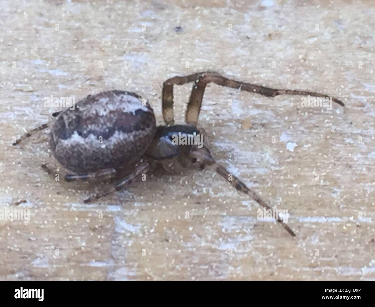Silver-sided Sector Spider (Zygiella x-notata) Arachnida Stock Photo ...