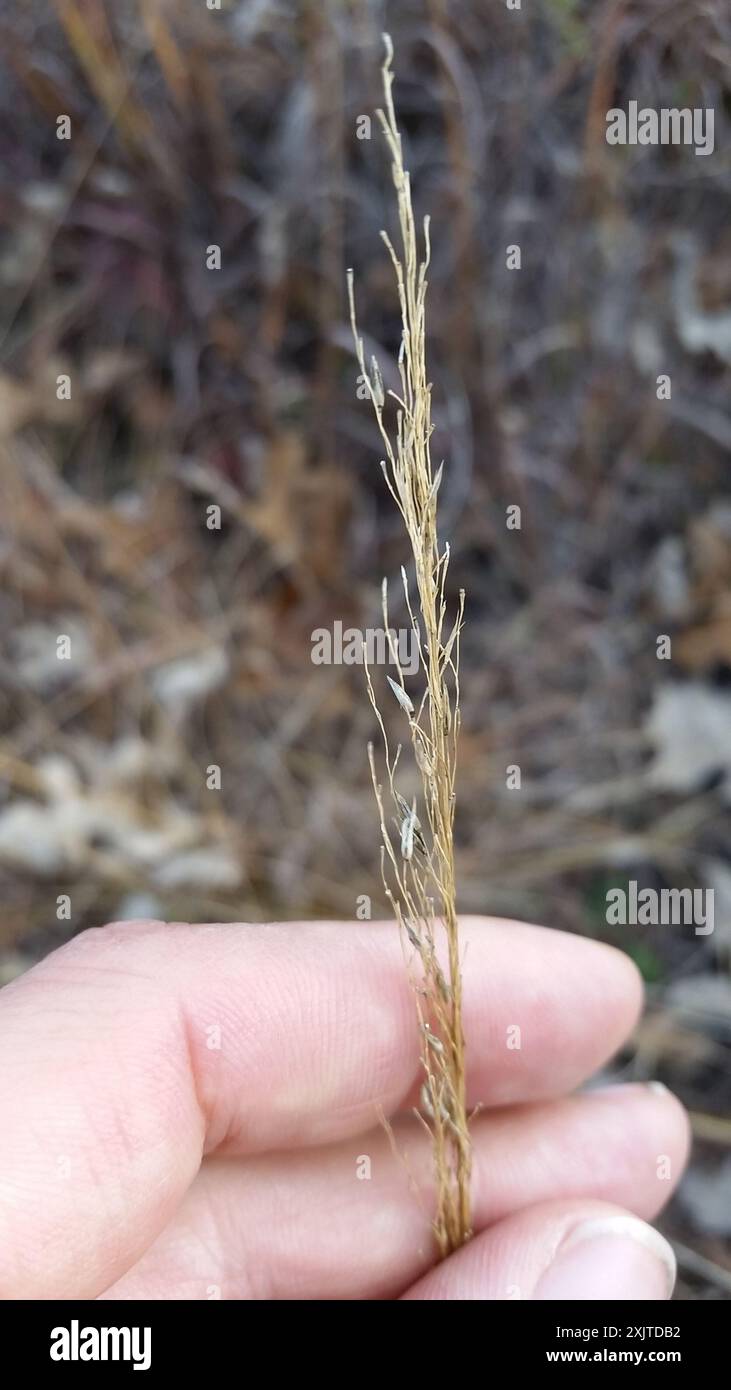 prairie dropseed (Sporobolus heterolepis) Plantae Stock Photo - Alamy