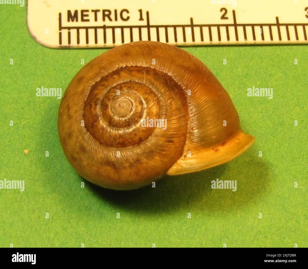 White-lip Globe Snail (Mesodon thyroidus) Mollusca Stock Photo - Alamy