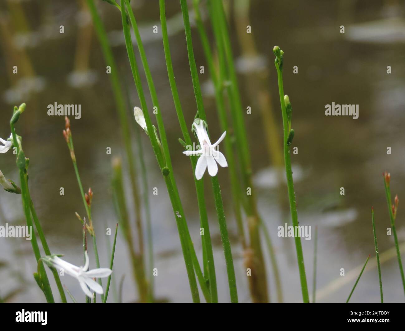 Water Lobelia (Lobelia dortmanna) Plantae Stock Photo - Alamy
