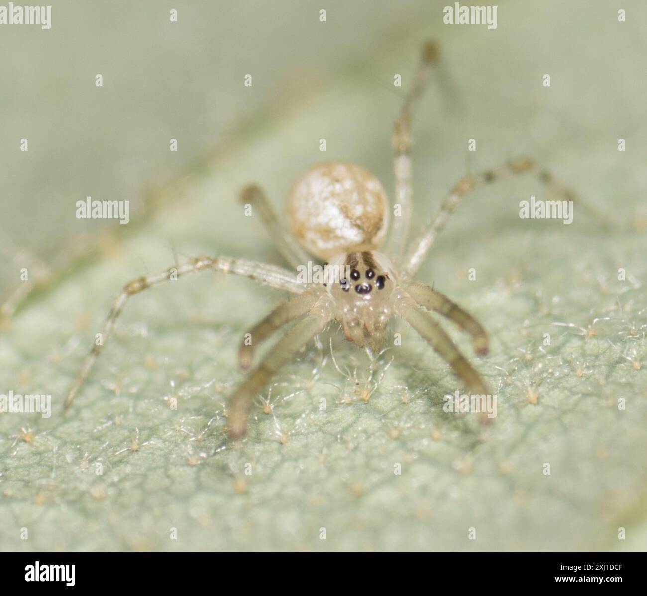 Spiders (Araneae) Arachnida Stock Photo - Alamy