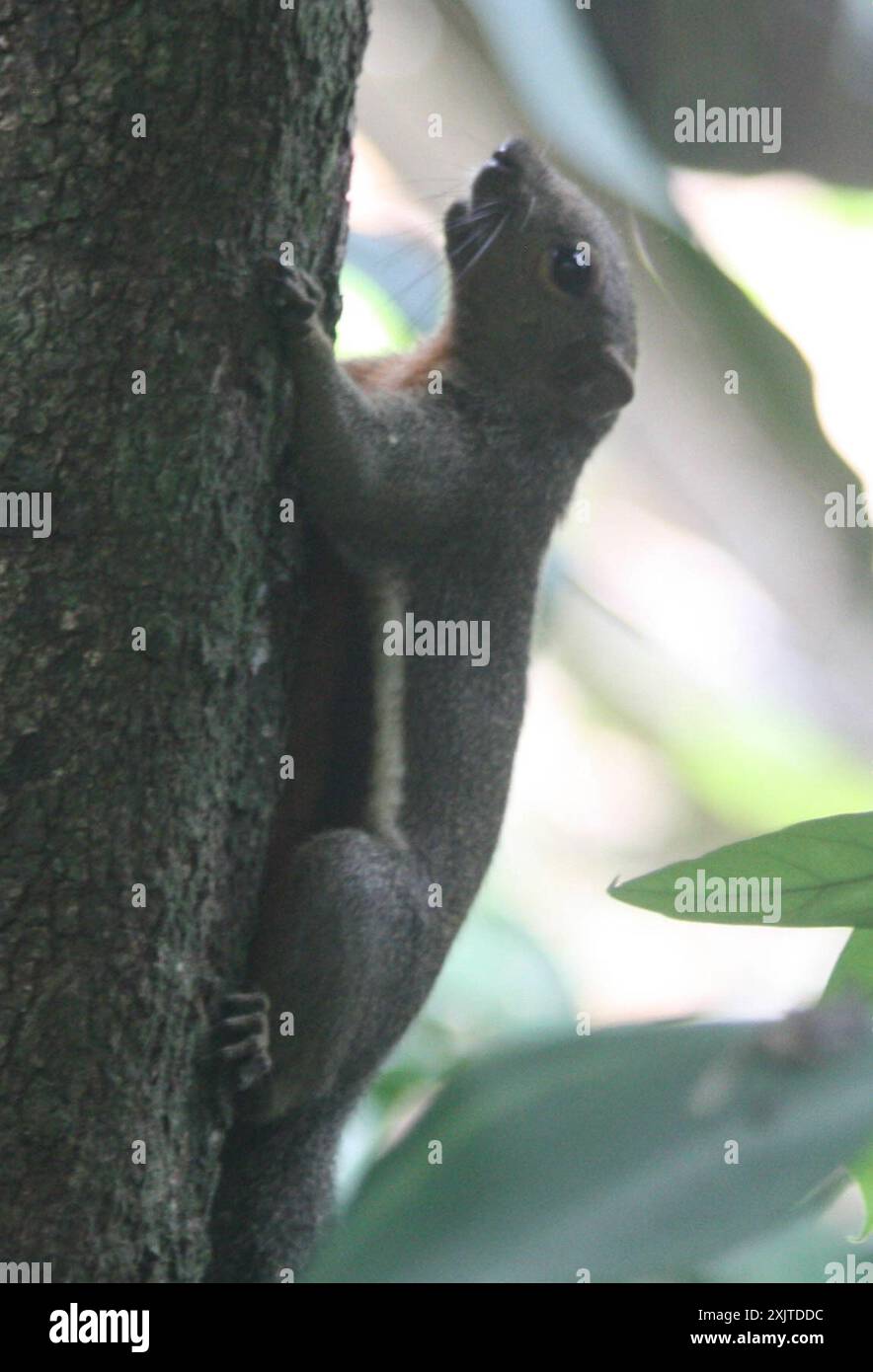 Plantain Squirrel (Callosciurus notatus) Mammalia Stock Photo - Alamy