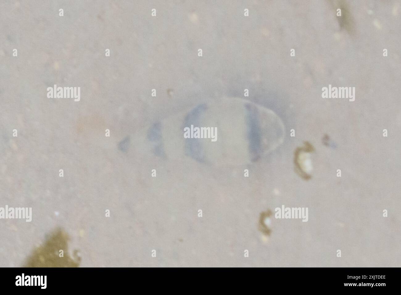 Banded Toadfish (Marilyna pleurosticta) Actinopterygii Stock Photo - Alamy