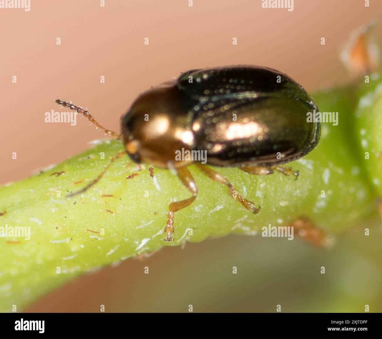 Bronze Leaf Beetle (Diachus auratus) Insecta Stock Photo - Alamy