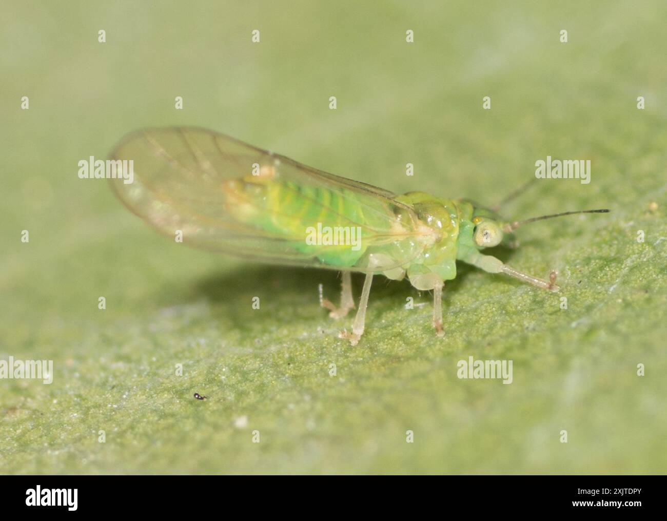 Spotted Gum Lerp Psyllid (Eucalyptolyma maideni) Insecta Stock Photo ...