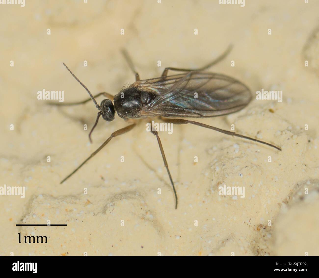 Dark-winged Fungus Gnats (Sciaridae) Insecta Stock Photo - Alamy
