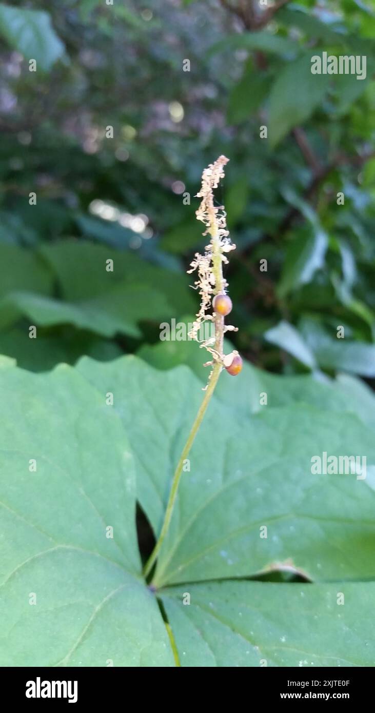 vanilla leaf (Achlys triphylla) Plantae Stock Photo - Alamy