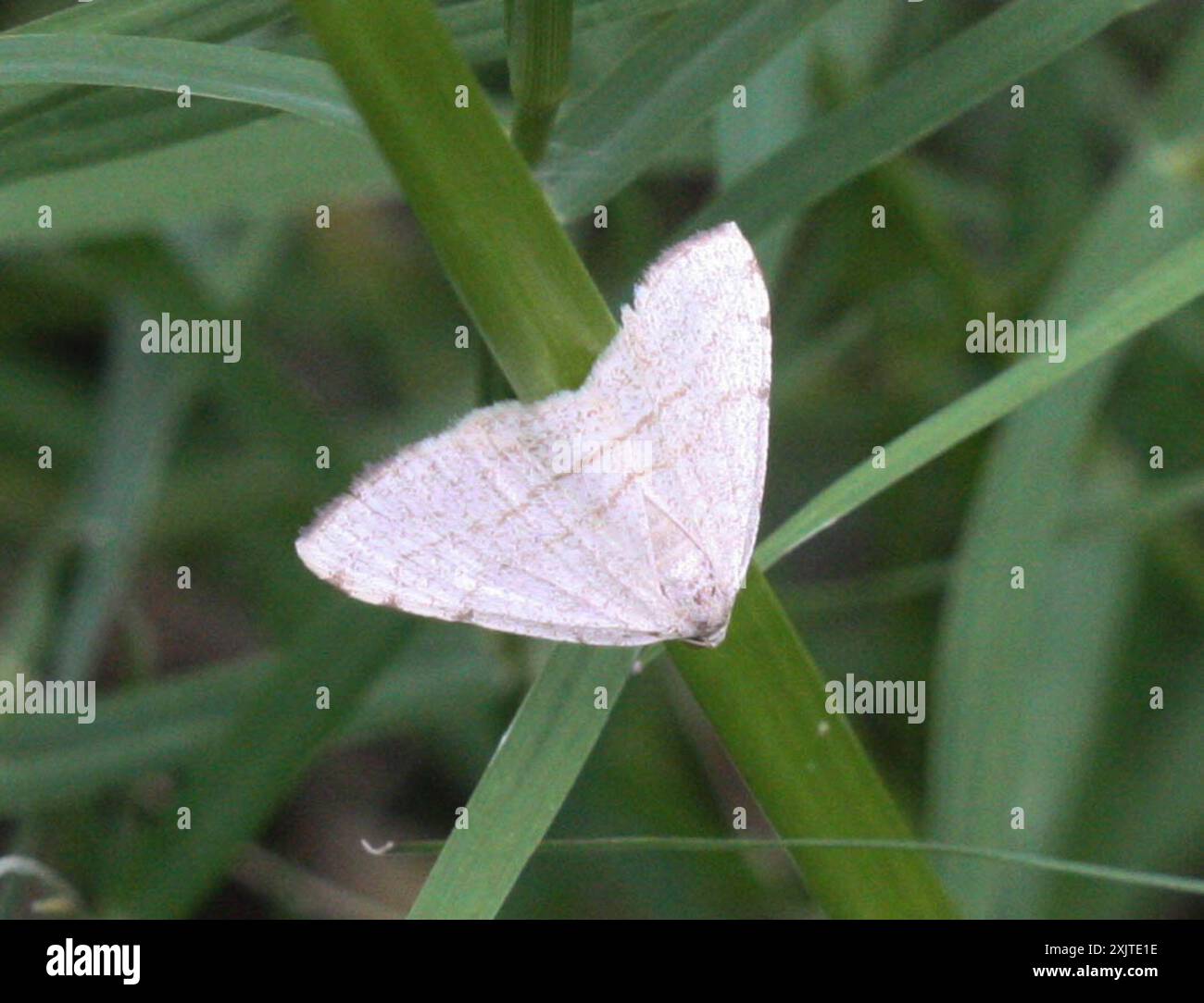 Octolineata hi-res stock photography and images - Alamy
