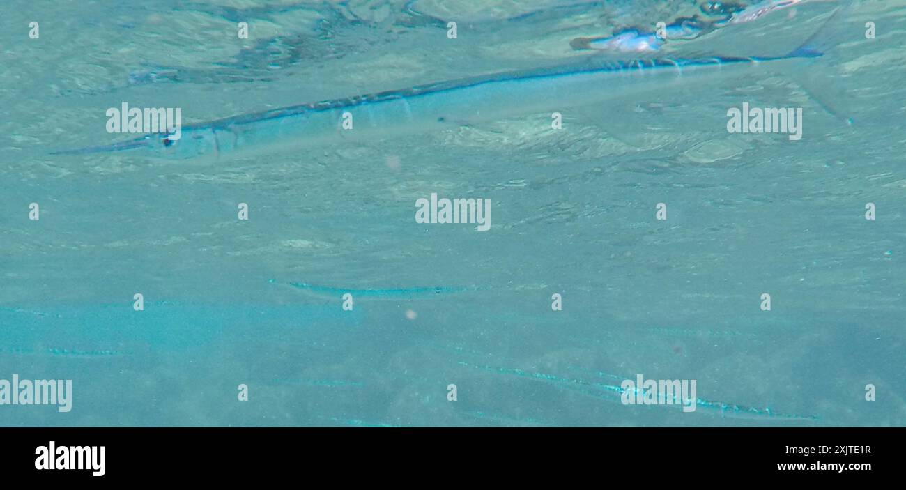 Needlefishes (Belonidae) Actinopterygii Stock Photo - Alamy