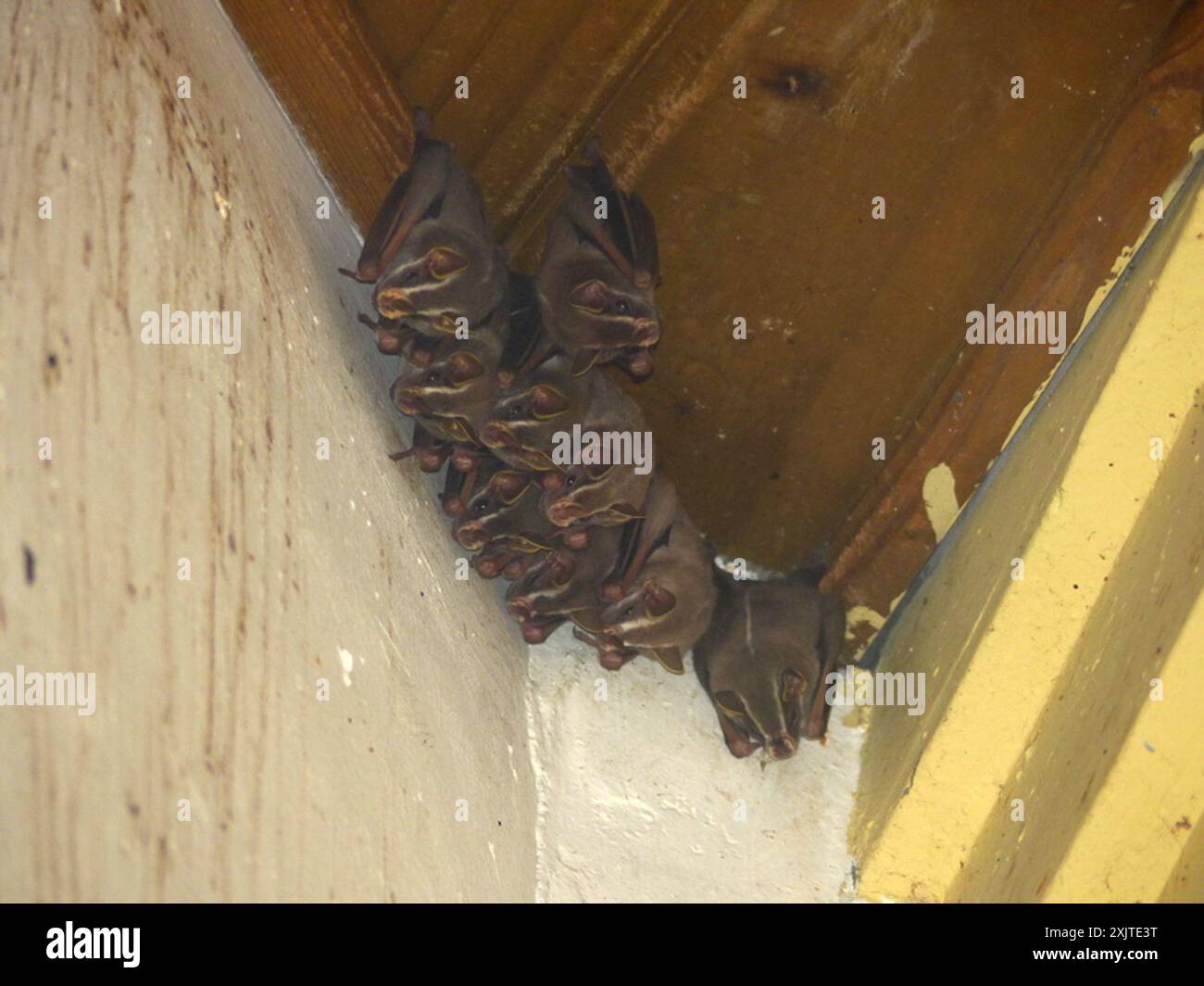 Tent-making Bat (Uroderma bilobatum) Mammalia Stock Photo - Alamy