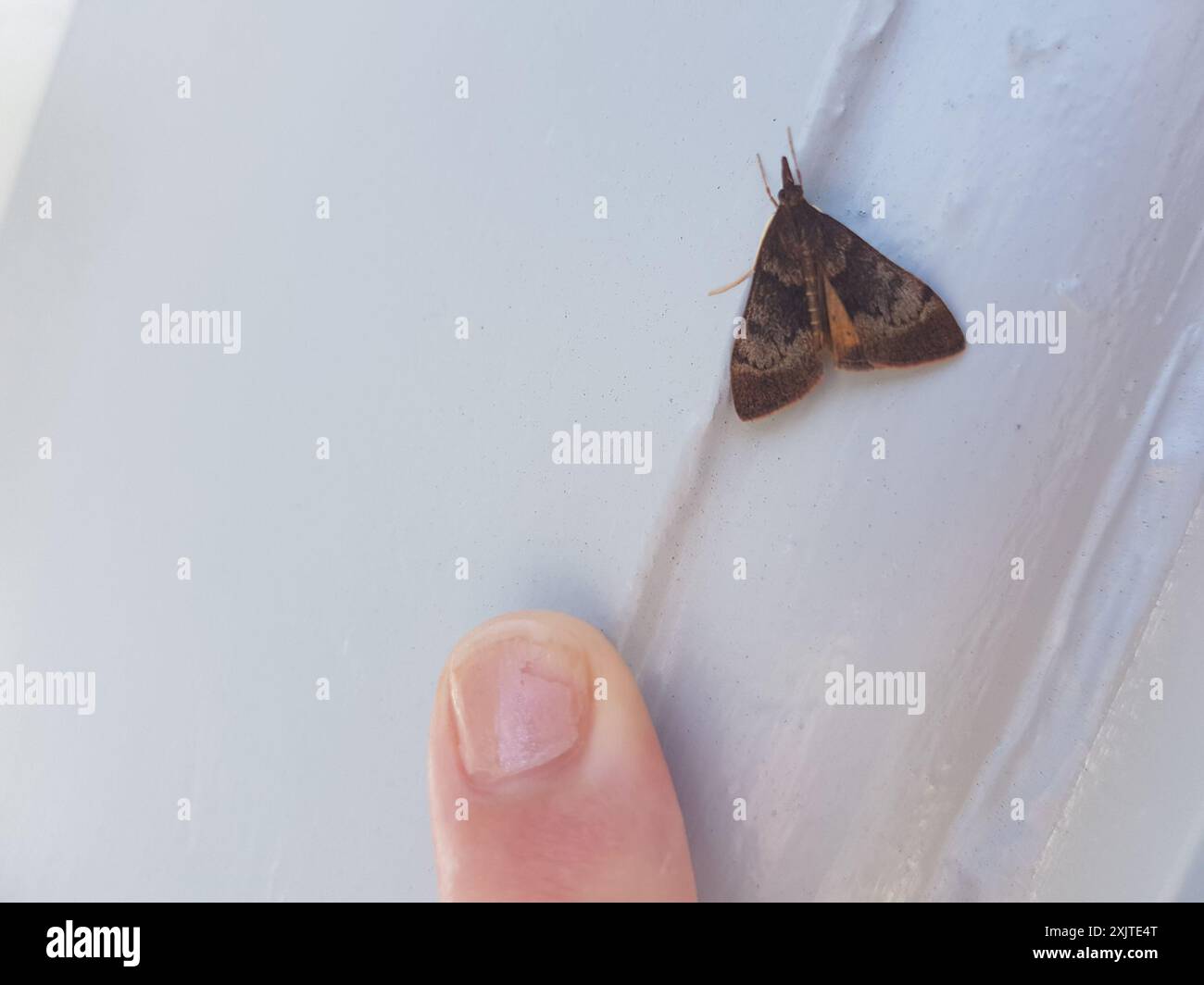 Maorialis hi-res stock photography and images - Alamy