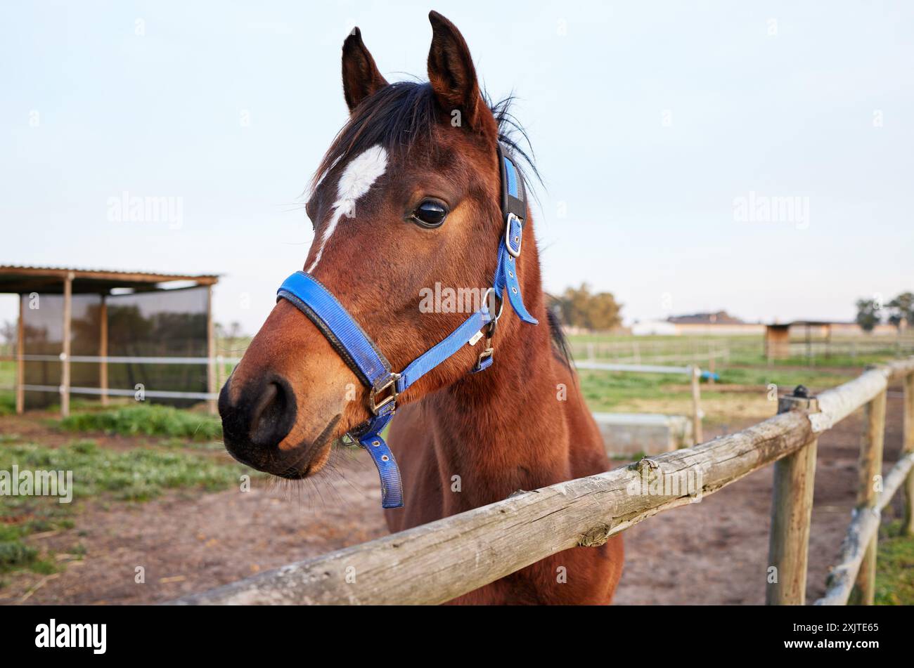 Horse, fence and portrait in farm with healthy development of animal ...