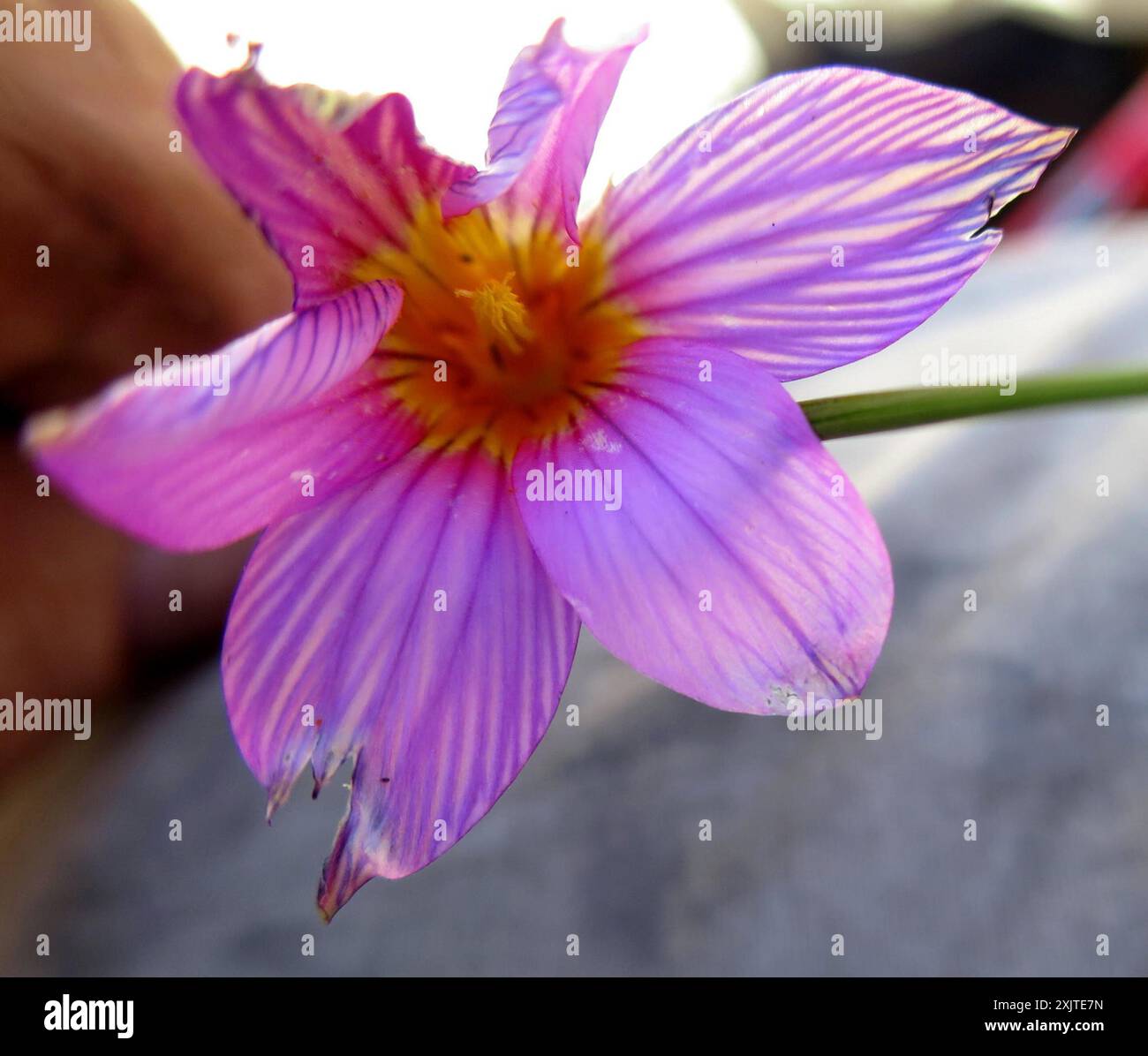 Common Rosy Froetang (Romulea rosea rosea) Plantae Stock Photo - Alamy