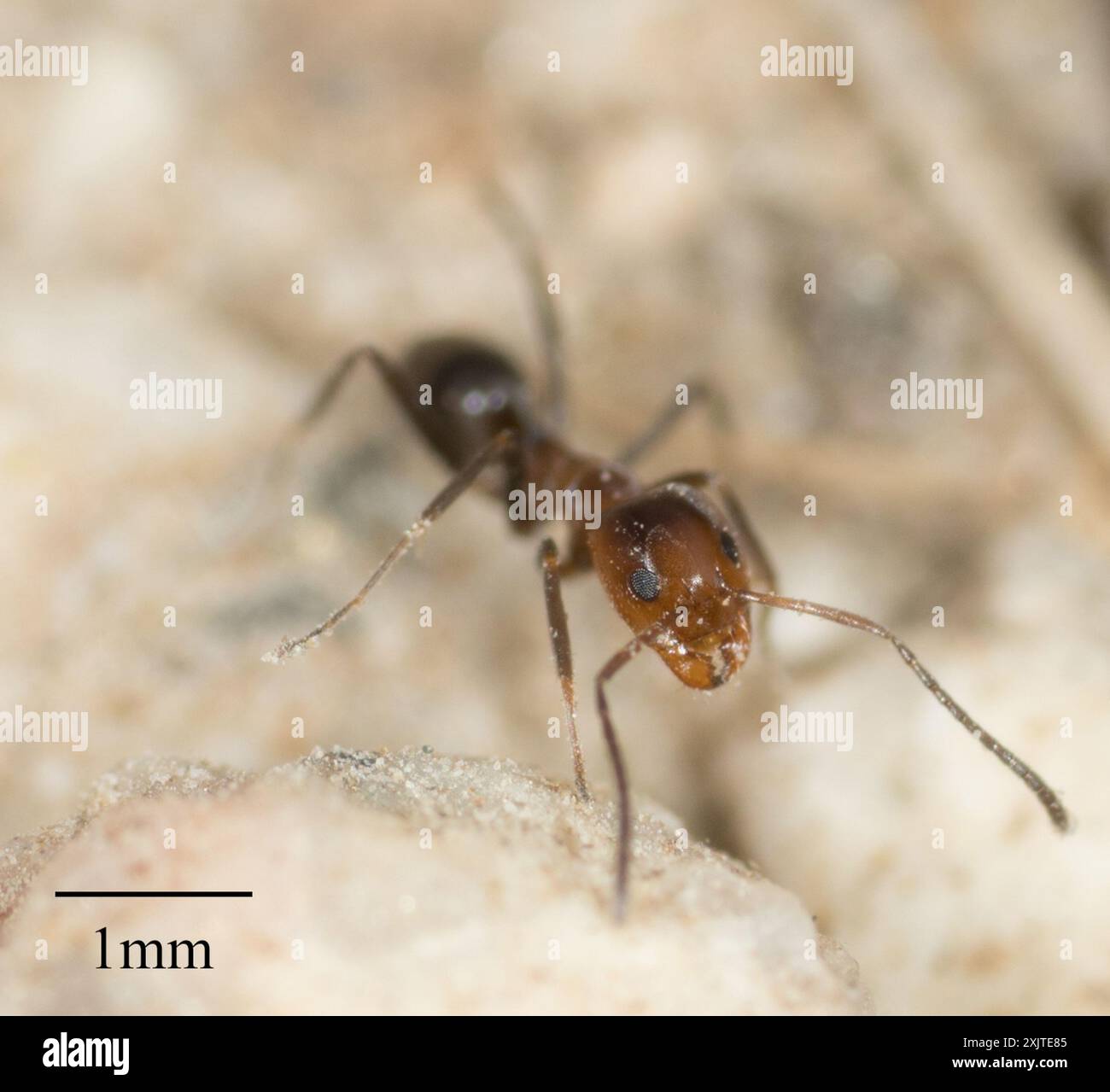Pyramid Ants (Dorymyrmex) Insecta Stock Photo - Alamy