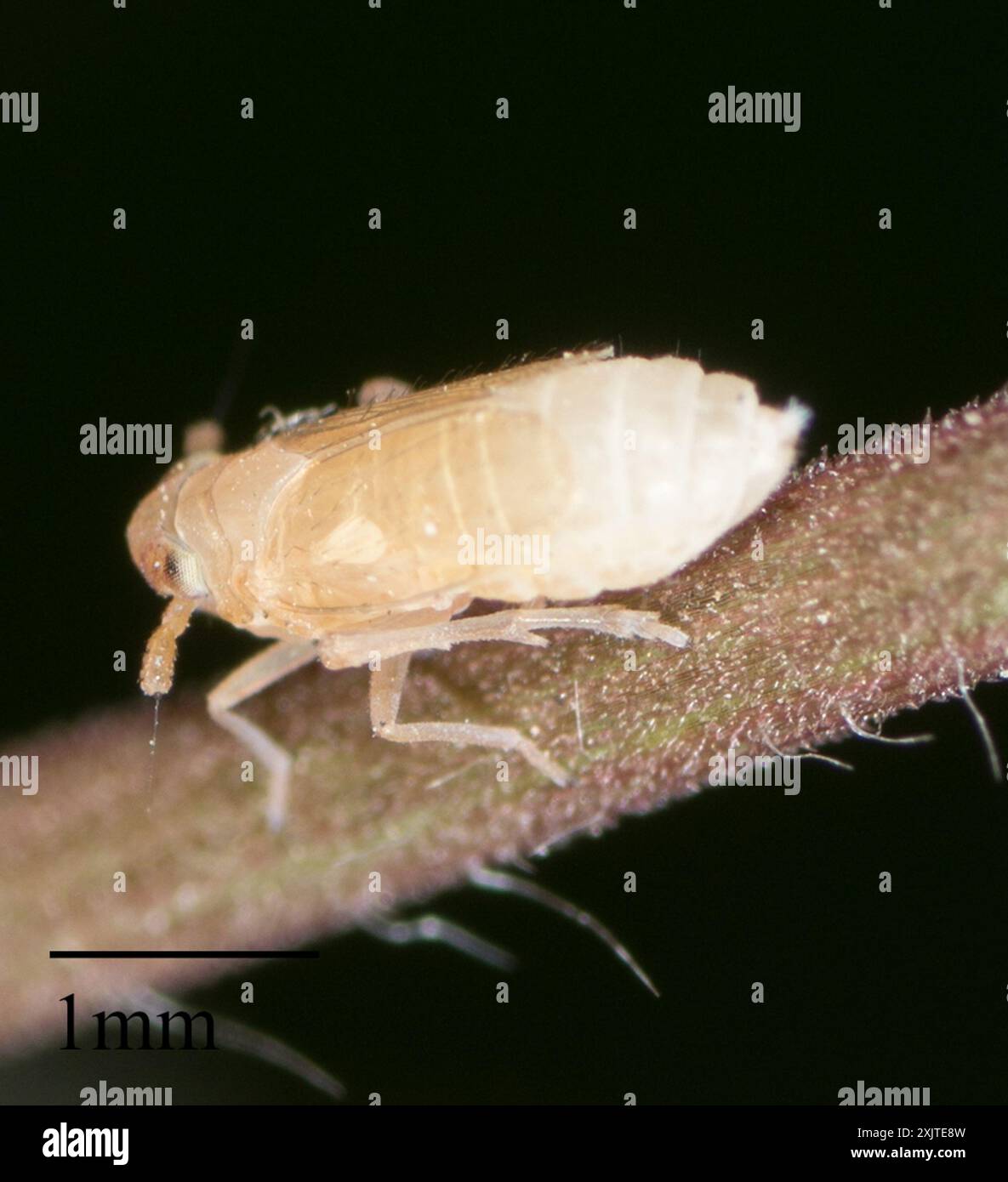 Delphacid Planthoppers (Delphacidae) Insecta Stock Photo - Alamy