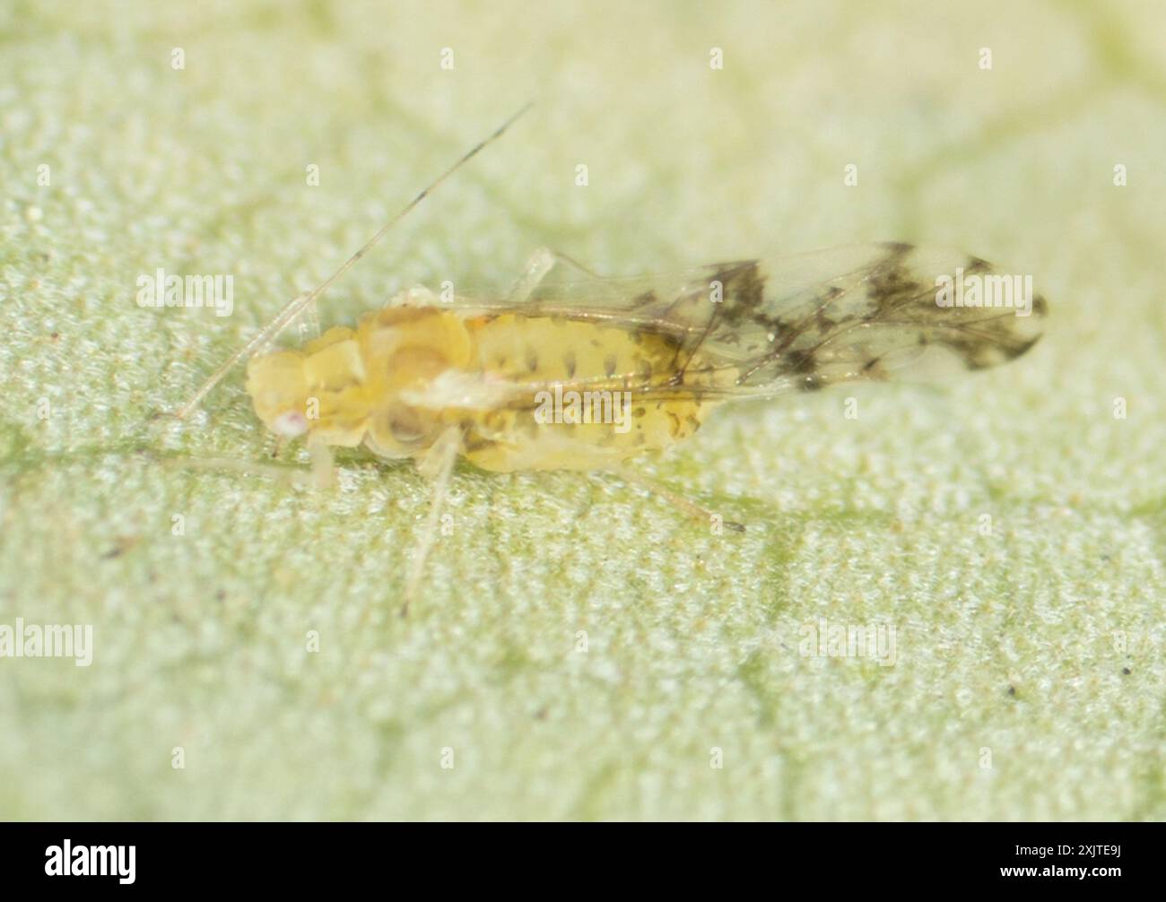 Regular Oak Aphid (Neomyzocallis punctata) Insecta Stock Photo - Alamy