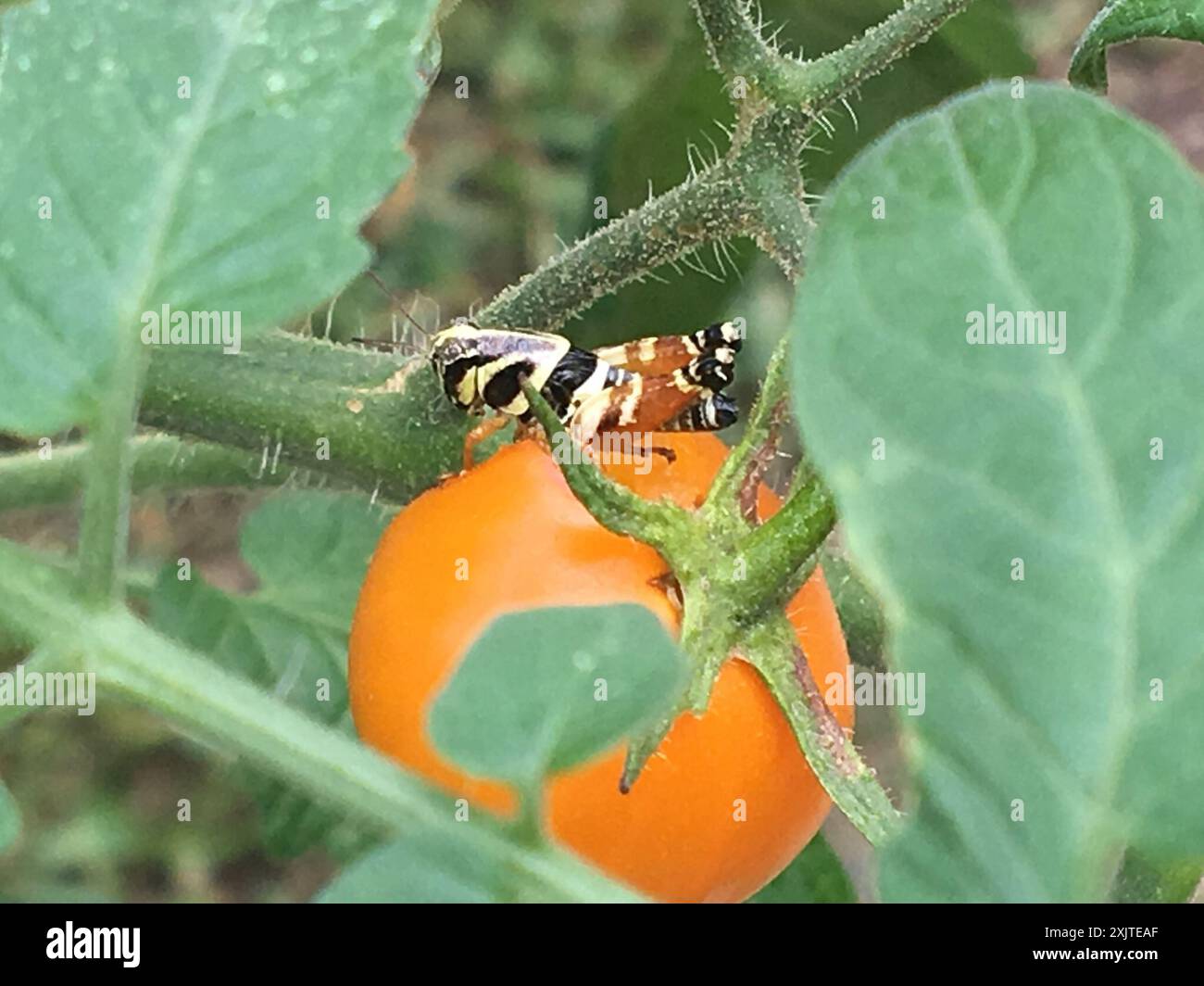 Aidemona azteca hi-res stock photography and images - Alamy