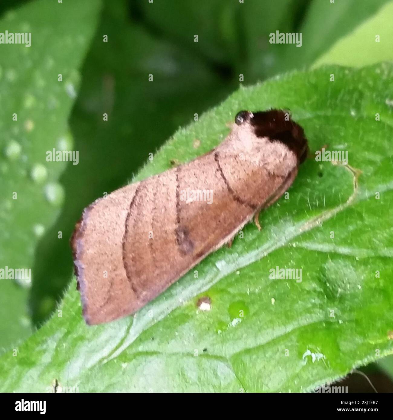 Angus datana moth hi-res stock photography and images - Alamy