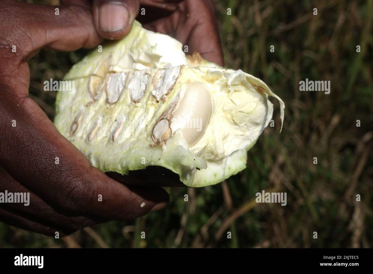 Isolona hi-res stock photography and images - Alamy