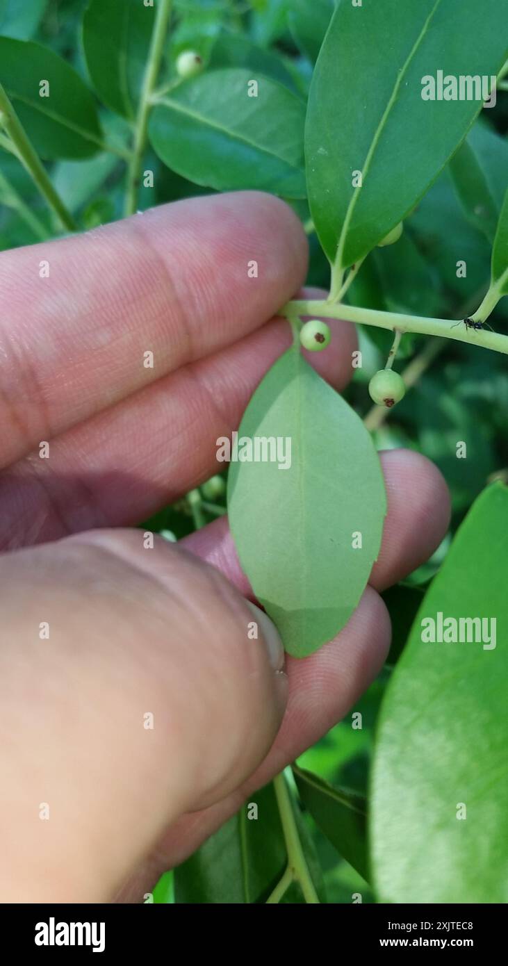 gallberry (Ilex glabra) Plantae Stock Photo - Alamy