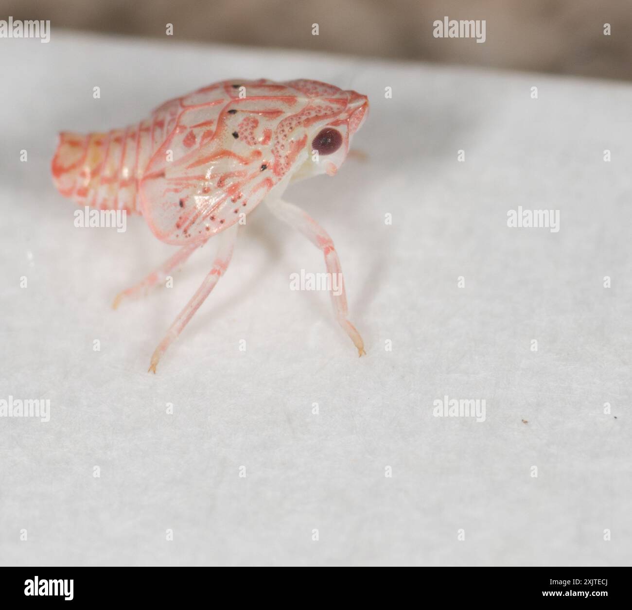 Torpedo Bug (Siphanta acuta) Insecta Stock Photo - Alamy