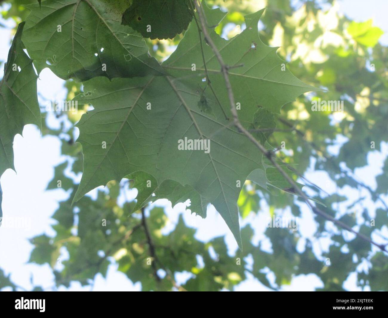 American sycamore (Platanus occidentalis) Plantae Stock Photo - Alamy