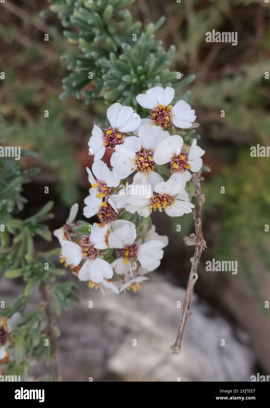 African Wild Rosemary (Eriocephalus africanus africanus) Plantae Stock ...