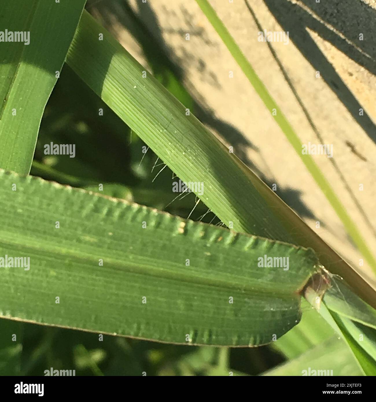 Tropical Finger-grass (Digitaria ciliaris) Plantae Stock Photo - Alamy
