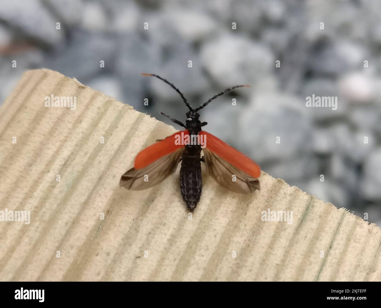 (Platycis minutus) Insecta Stock Photo - Alamy
