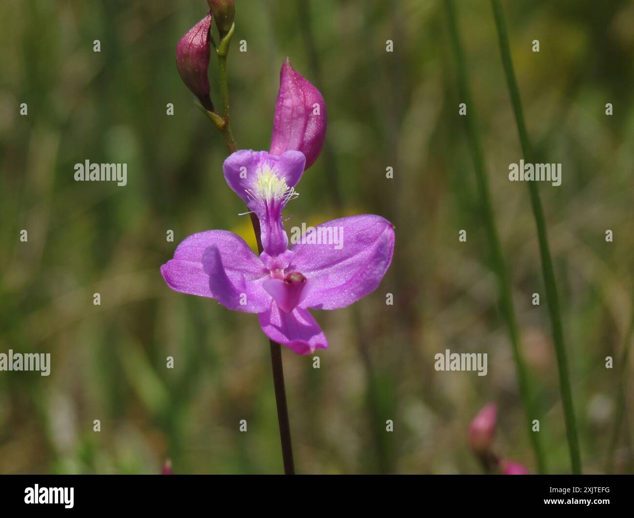 Tuberous Grasspink (Calopogon tuberosus) Plantae Stock Photo - Alamy