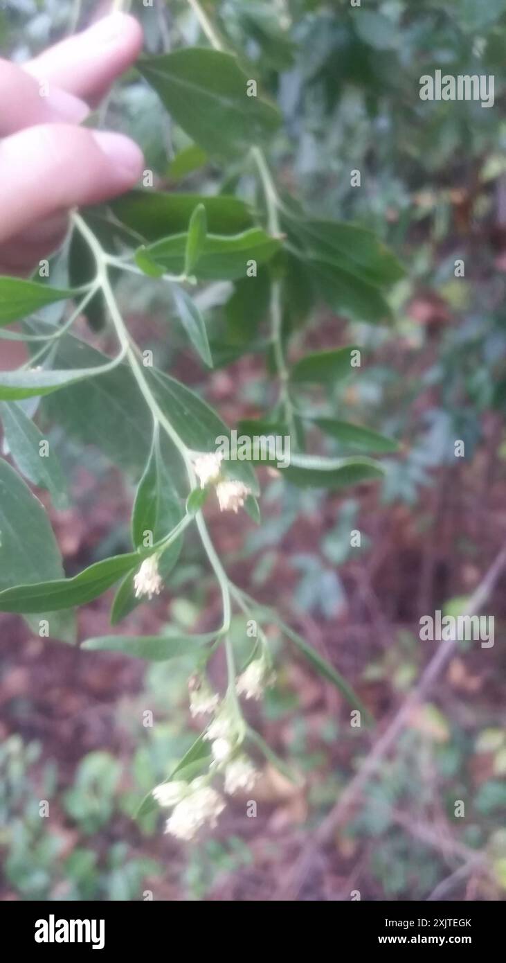 groundsel tree (Baccharis halimifolia) Plantae Stock Photo - Alamy