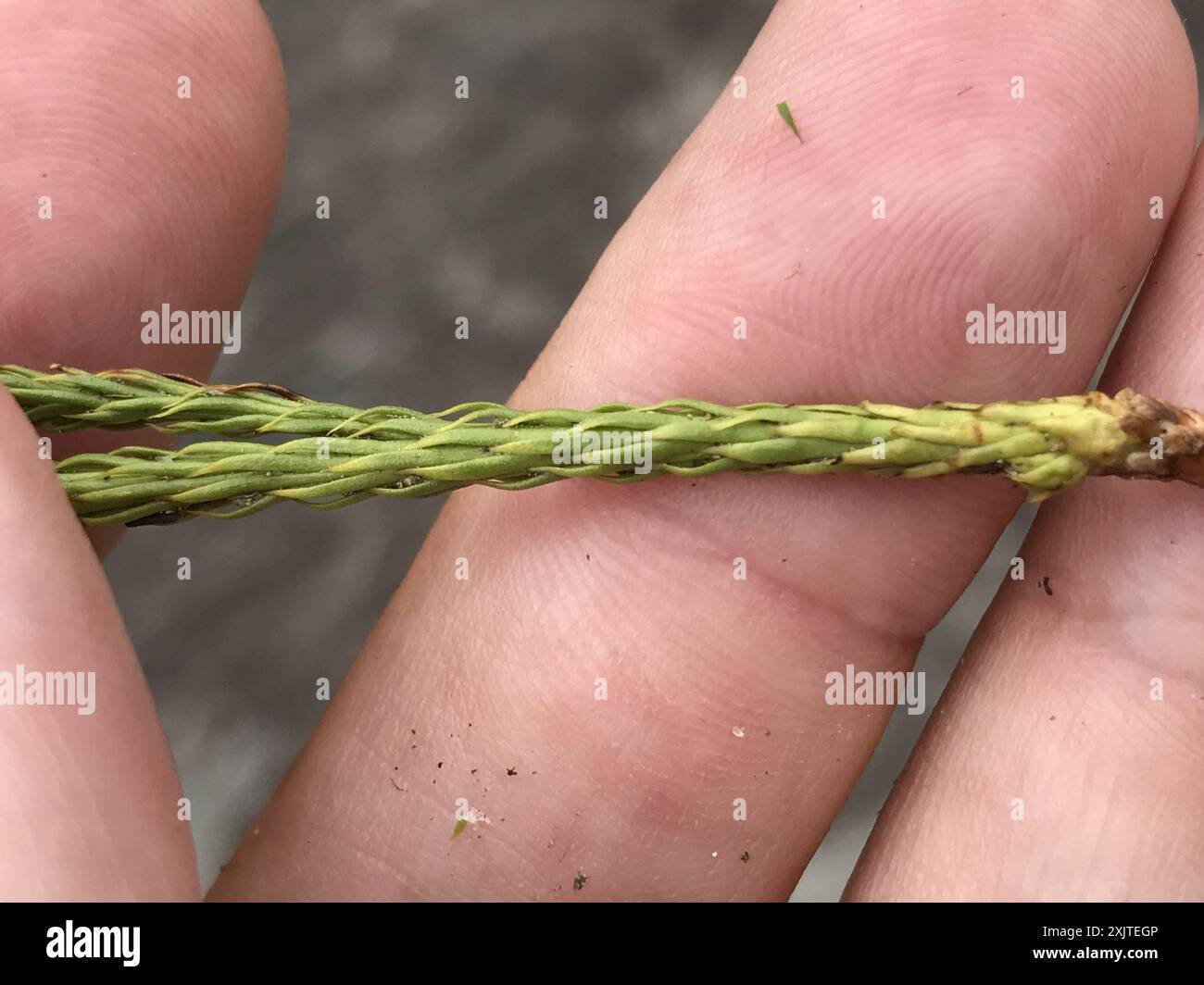 Hickey's tree-clubmoss (Dendrolycopodium hickeyi) Plantae Stock Photo ...