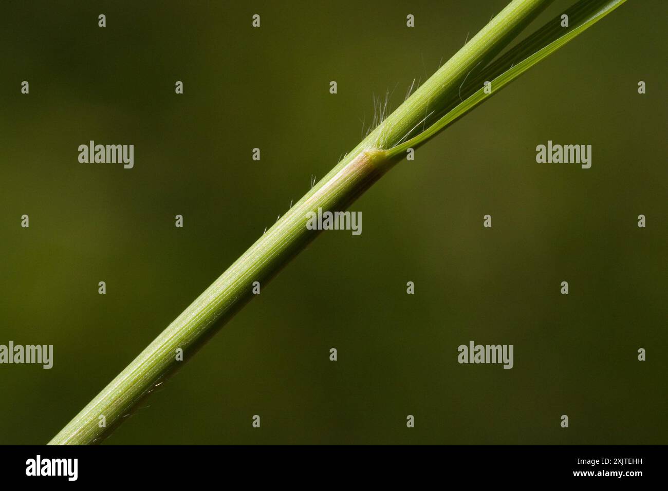 African love grass (Eragrostis curvula) Plantae Stock Photo - Alamy