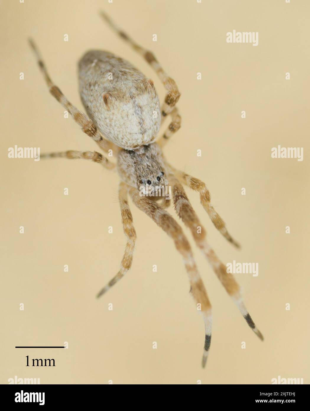 Uloborus diversus hi-res stock photography and images - Alamy