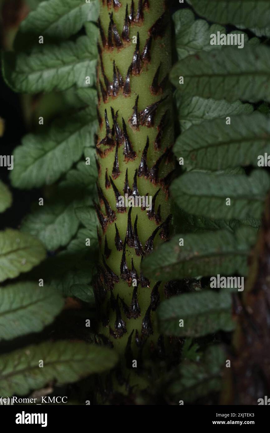 scaly tree ferns (Cyatheaceae) Plantae Stock Photo - Alamy