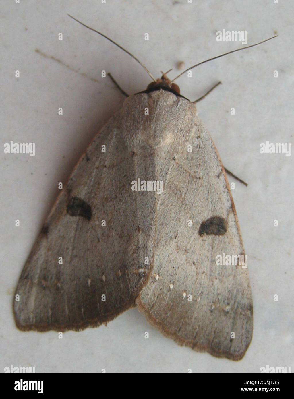 Butterflies and Moths (Lepidoptera) Insecta Stock Photo - Alamy