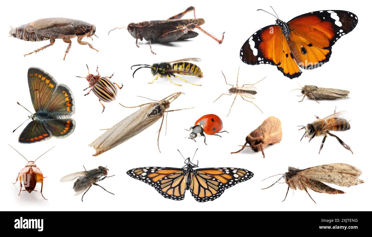 Collection of different insects isolated on white Stock Photo - Alamy