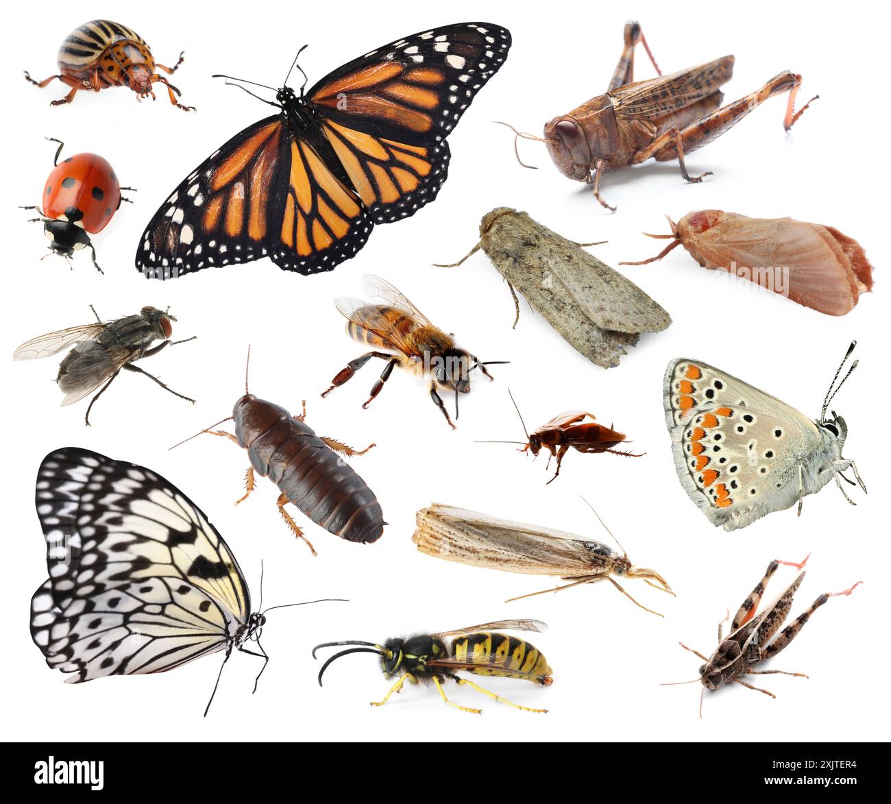 Collection of different insects isolated on white Stock Photo - Alamy