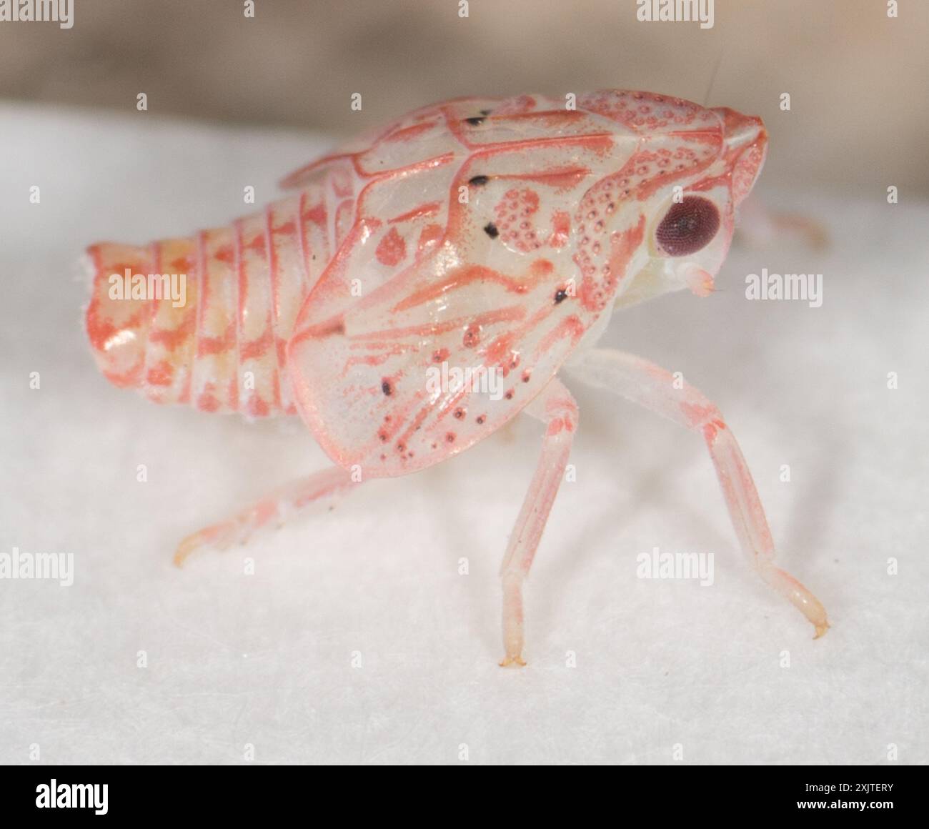 Torpedo Bug (Siphanta acuta) Insecta Stock Photo - Alamy