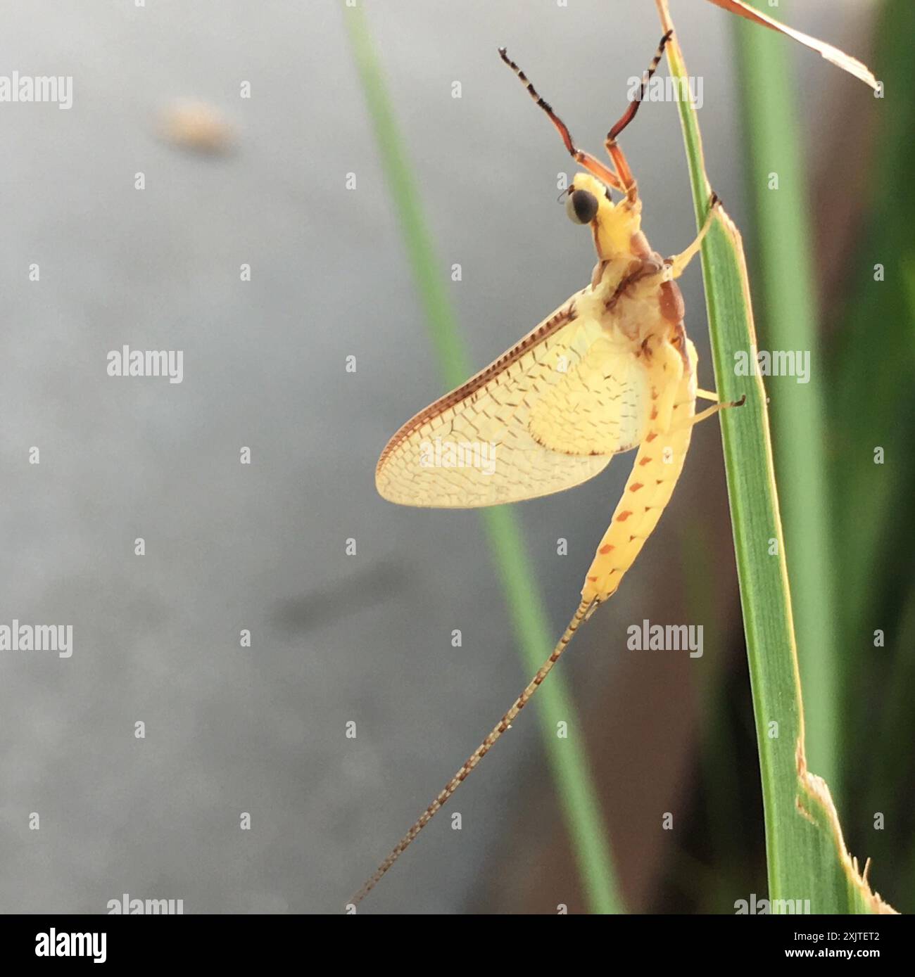 Giant Mayfly (Hexagenia limbata) Insecta Stock Photo - Alamy