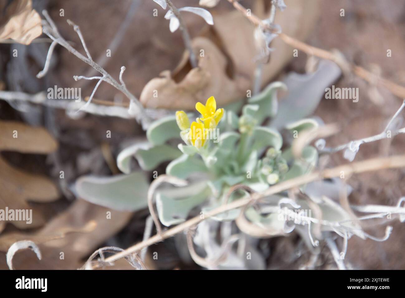 bladderpods (Physaria) Plantae Stock Photo - Alamy