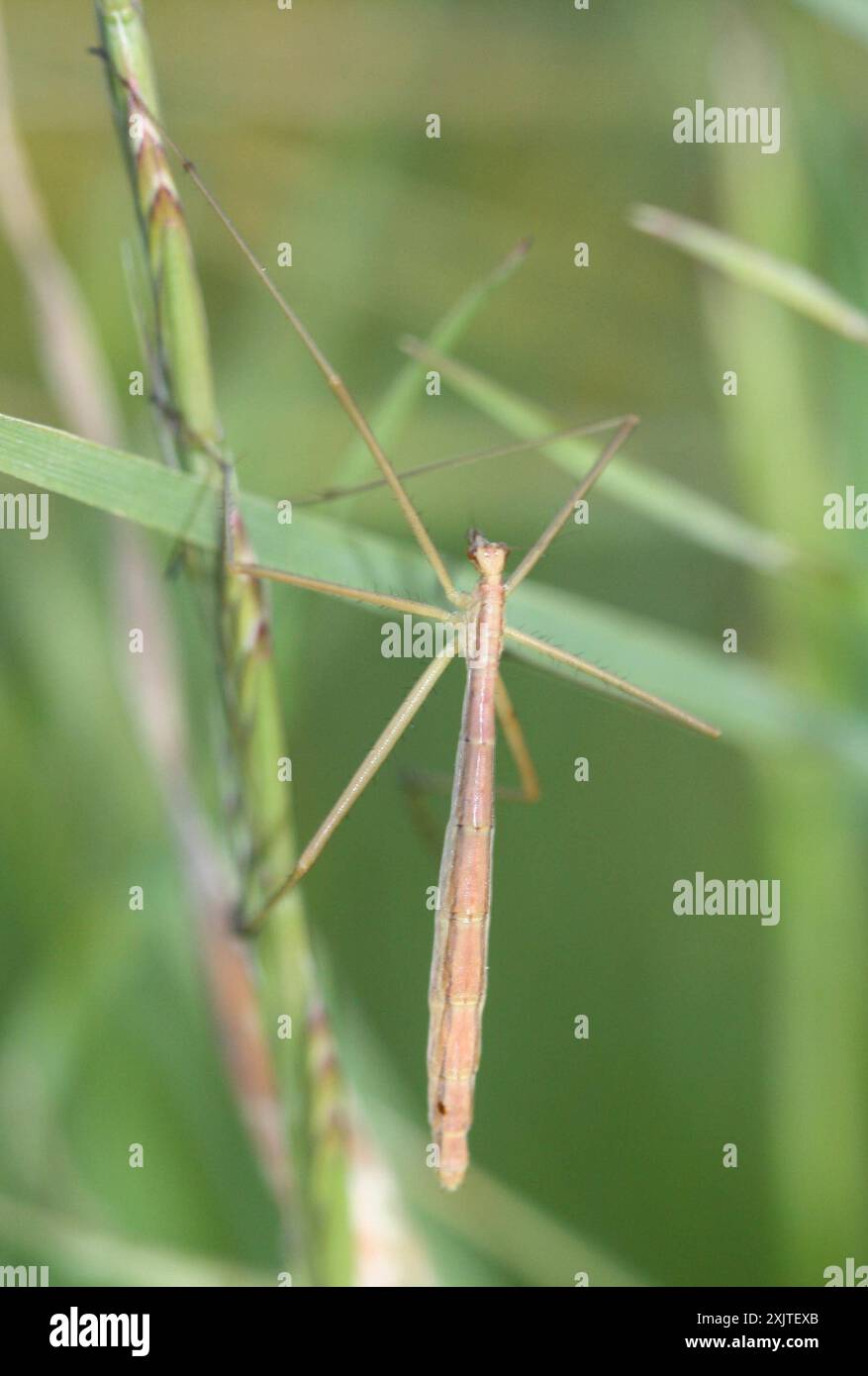 Wingless Hangingfly (Apterobittacus apterus) Insecta Stock Photo - Alamy