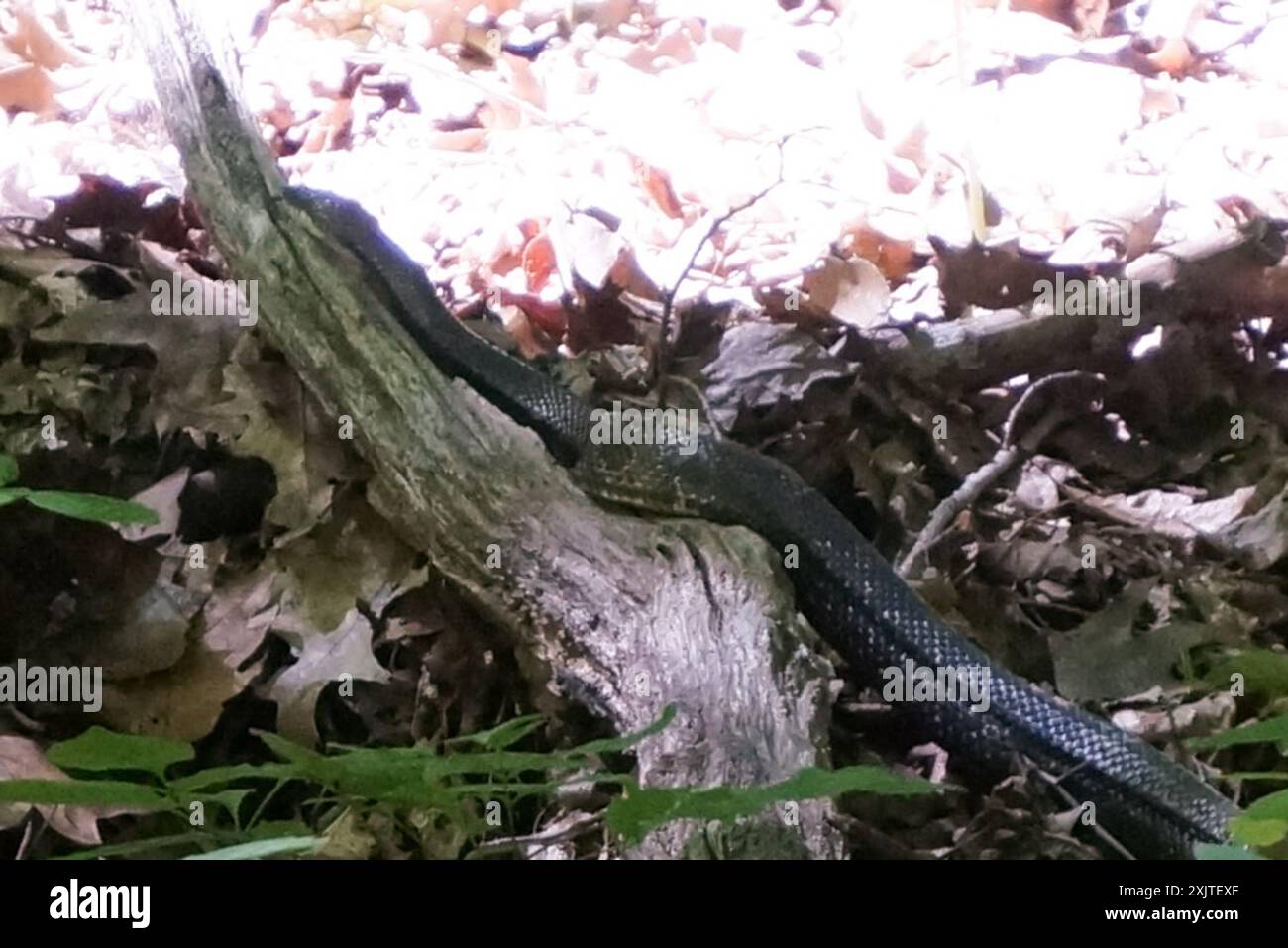 Gray Ratsnake (Pantherophis spiloides) Reptilia Stock Photo - Alamy