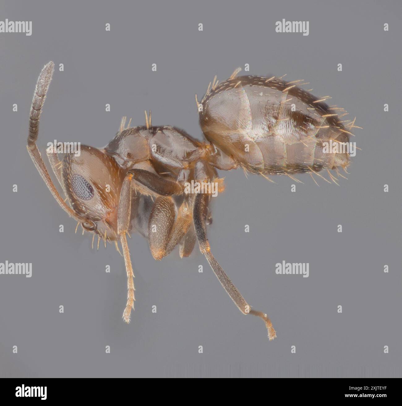 Brachymyrmex patagonicus hi-res stock photography and images - Alamy