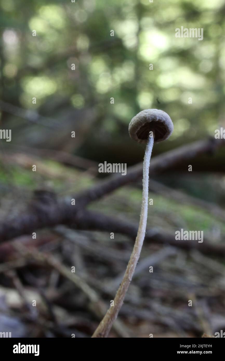 pinwheel family (Marasmiaceae) Fungi Stock Photo - Alamy