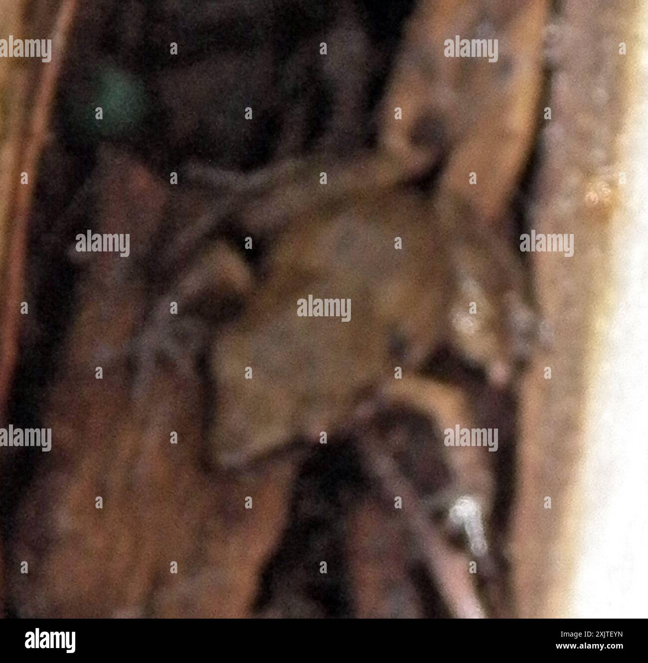 Rio Grande Chirping Frog (Eleutherodactylus campi) Amphibia Stock Photo ...